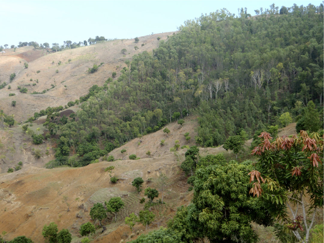 Home - Haiti Reforestation Partnership