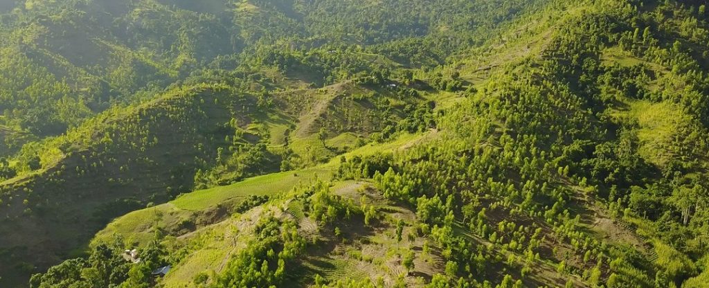 The Story of Our Trees - Haiti Reforestation Partnership